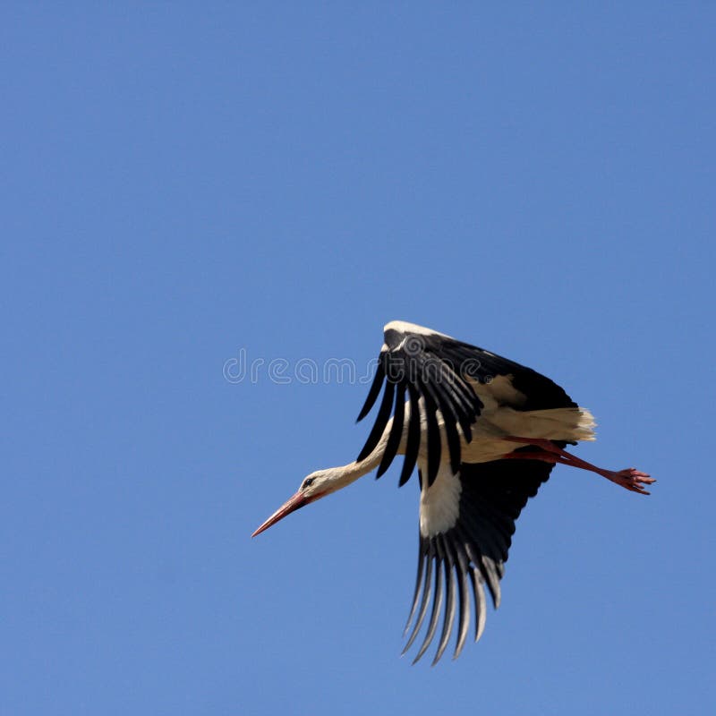 White stork flying stock image. Image of color, spring - 140427817