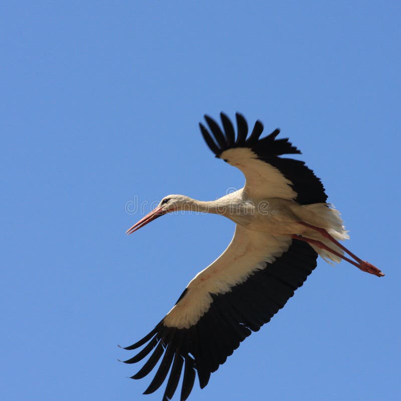 White stork flying stock image. Image of branch, color - 140427819