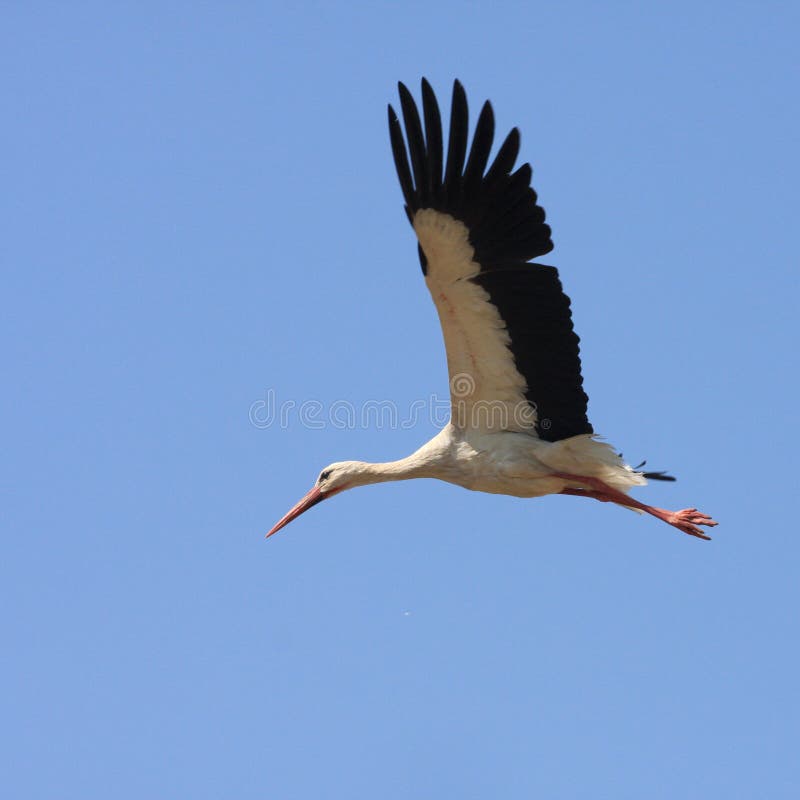 White stork flying stock image. Image of season, leaves - 140427823