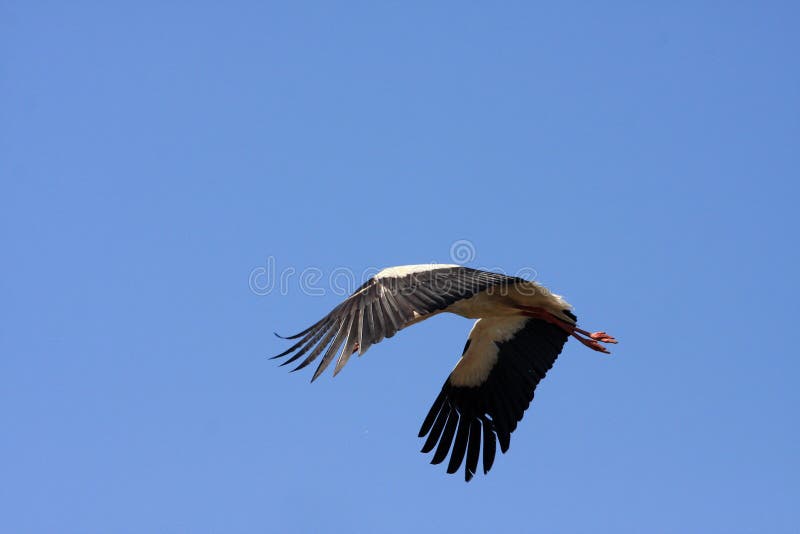 White stork flying stock photo. Image of natural, bird - 140427838