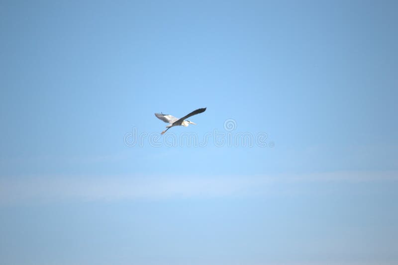 White stork flying stock photo. Image of clear, banner - 241973720