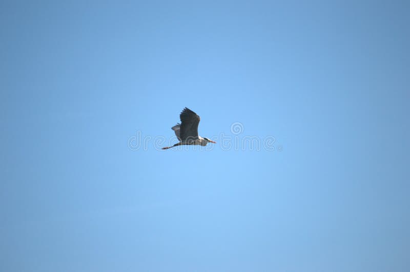 White stork flying stock image. Image of banner, beauty - 241973759