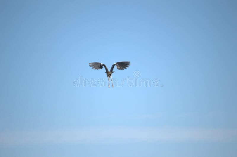 White stork flying stock image. Image of animal, blue - 241973829