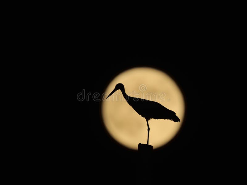 A White Stork in Front of the Full Moon Stock Photo - Image of wildlife ...