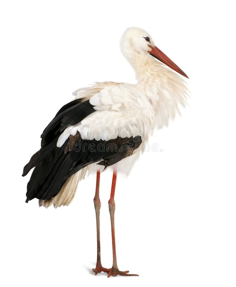 68,198 Stork Stock Photos - Free & Royalty-Free Stock Photos from ...