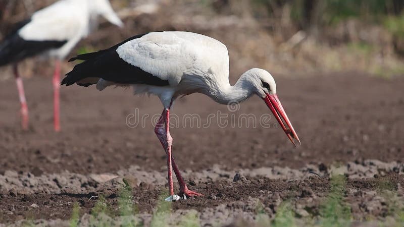 White Stork Grabs and Eats Mole Cricket Stock Footage - Video of tree ...