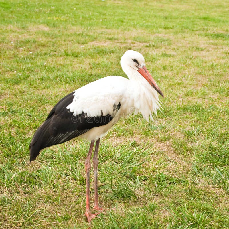 White Stork stock photo. Image of grass, colmar, animal - 32069968