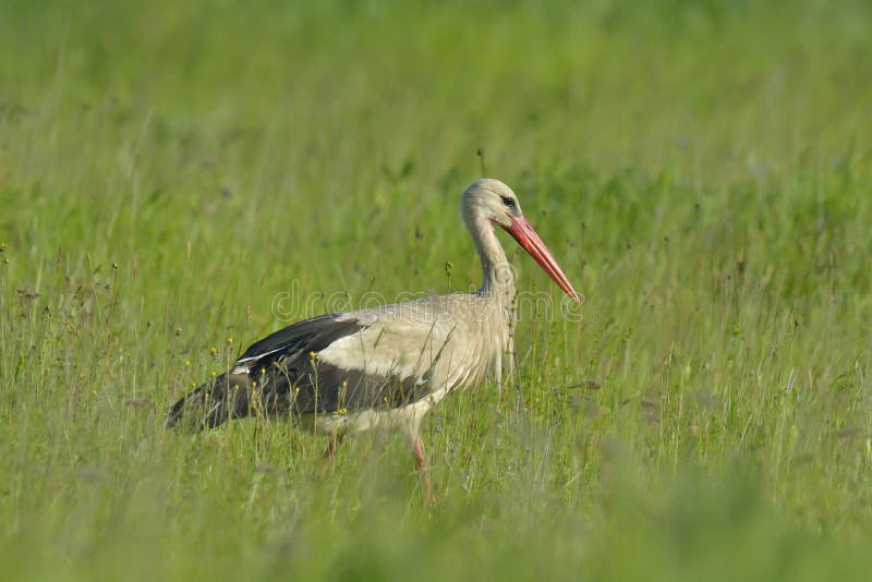 White stork in green grass stock photo. Image of fauna - 42738748