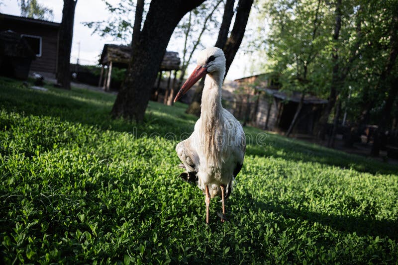White Stork Standing on Green Grass Surrounded by Trees in a Sunny Park ...