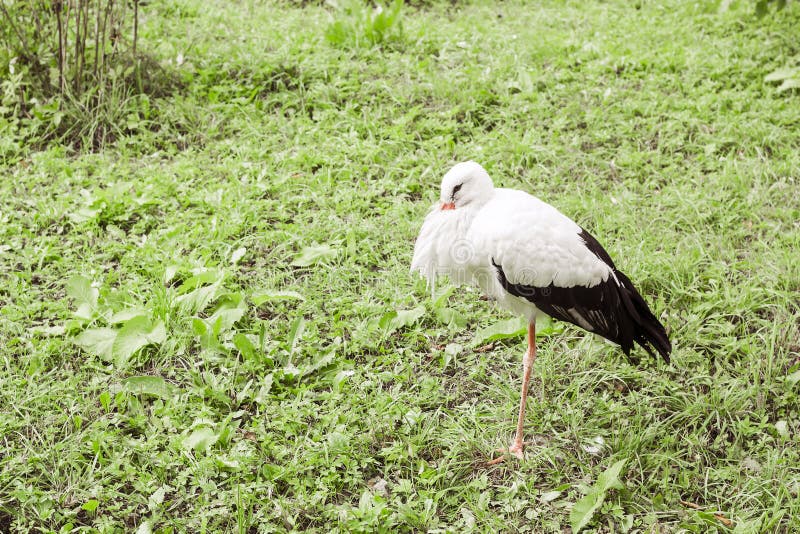 Stork on the green grass stock image. Image of valley - 218786997