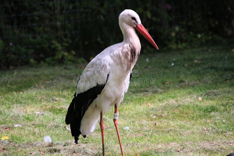A White Stork on the Ground Stock Photo - Image of feeder, chick: 198206984