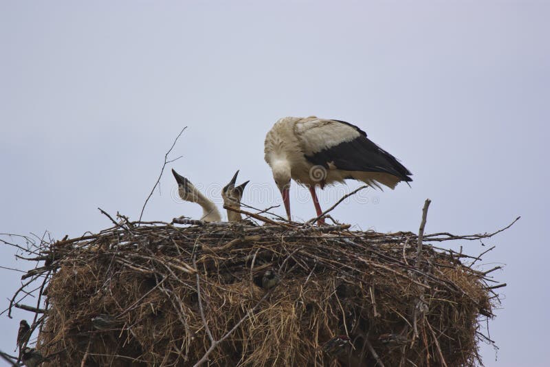 White Stork with Her Chicks Stock Image - Image of lake, branch: 35649135