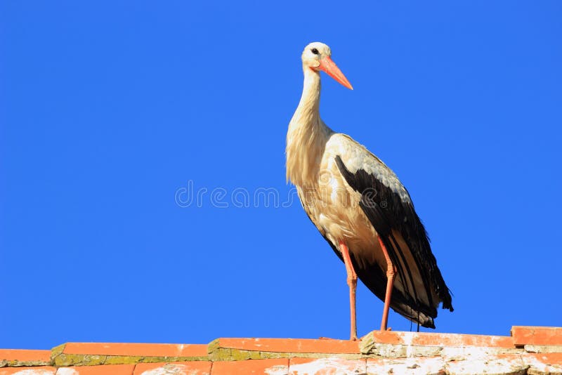 White stork stock photo. Image of migratory, fluffy, watch - 95815560