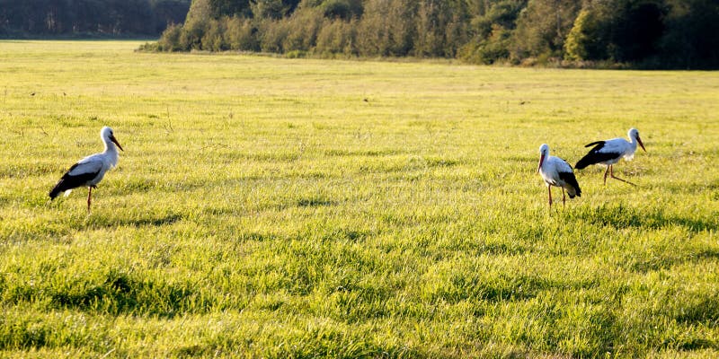 White Stork Hunting in a Large Field Stock Image - Image of feather ...