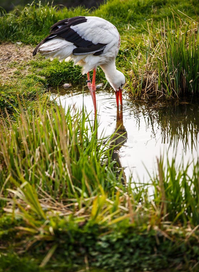 Stork Hunting at the Meadow Stock Photo - Image of fresh, field: 10445060