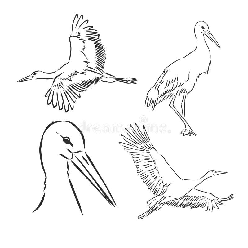 Stork Sketch Vector Illustration. Hand Sketching a Stork for a Design ...