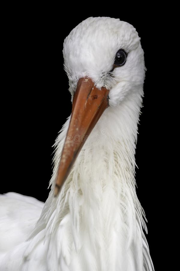 Portrait of a White Stork Isolated on Black, Lookin at the Camera Stock ...