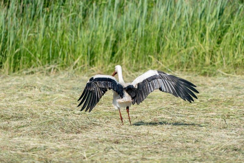 White Stork Landed in the Hay on the Meadow. Wings Spread, Seen from ...
