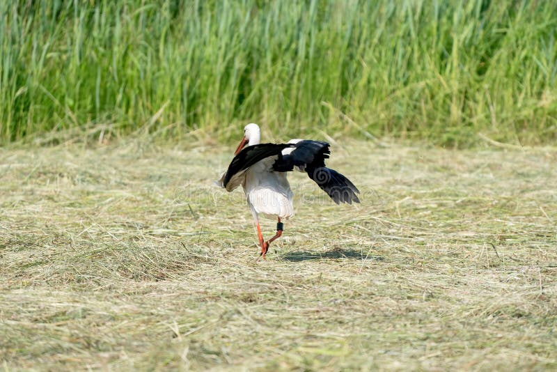 White Stork Landed in the Hay on the Meadow. Wings Spread, Seen from ...