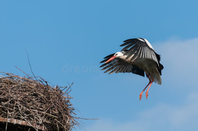 White Stork landing stock image. Image of twigs, nest - 24439797