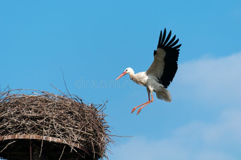 White Stork landing stock photo. Image of nature, nest - 24439842