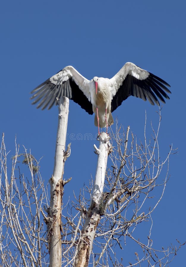 White Stork Landing on a Tree Branch. Stock Photo - Image of twigs ...
