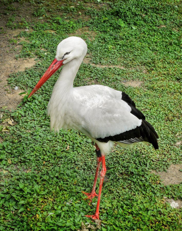 White Stork stock image. Image of grass, ciconia, stork - 57820059