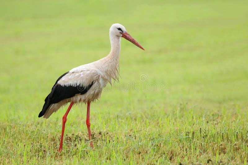 The white stork on meadow stock image. Image of nature - 269122751