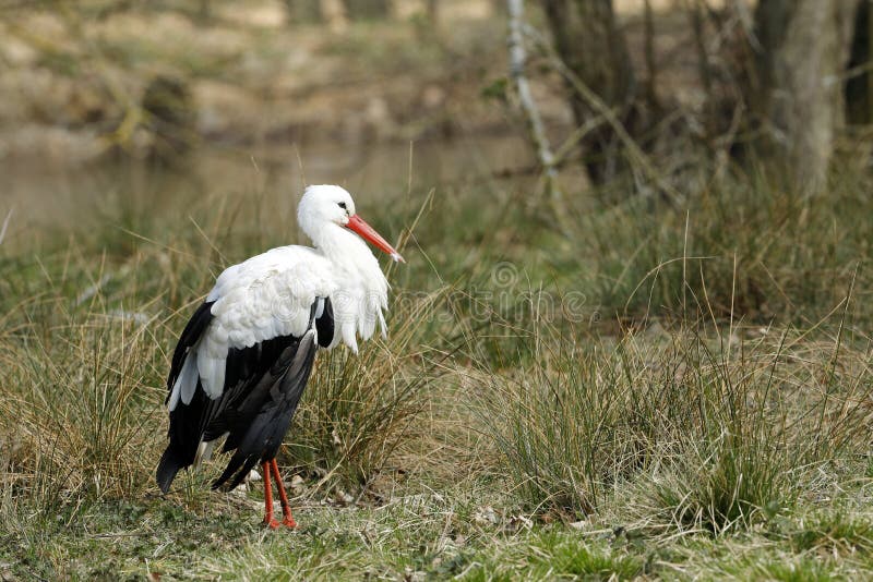 White Stork on a meadow stock image. Image of fauna - 144686117