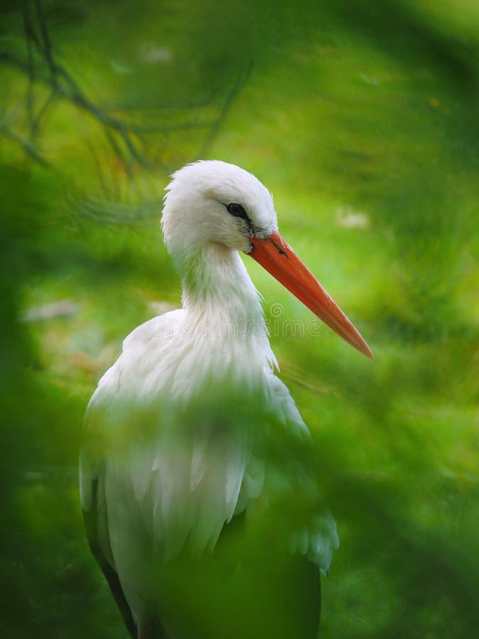 1,400 Stork Face Stock Photos - Free & Royalty-Free Stock Photos from ...