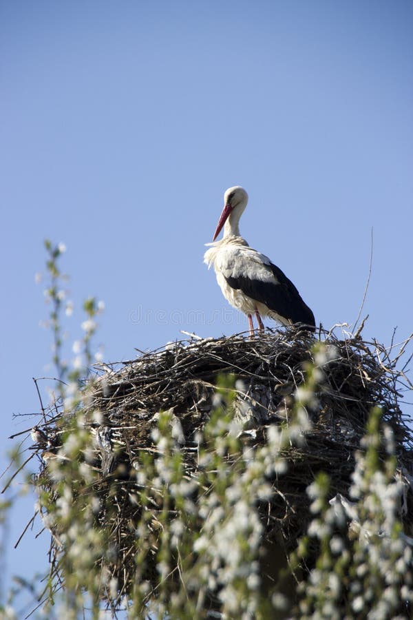 White stork stock photo. Image of blue, childbirth, flowering - 57550514