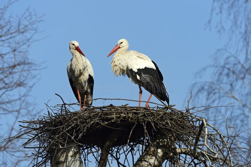White Stork stock image. Image of couple, wild, nature - 39291395