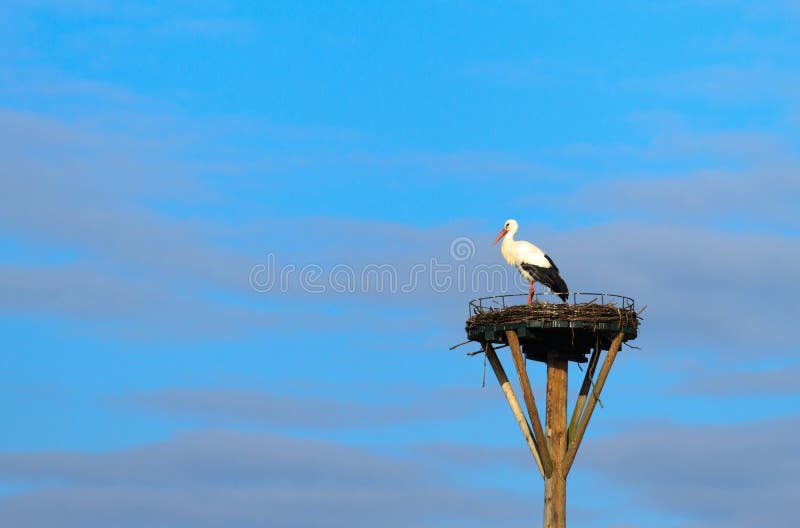 White stork stock image. Image of pole, agriculture, bird - 36583797