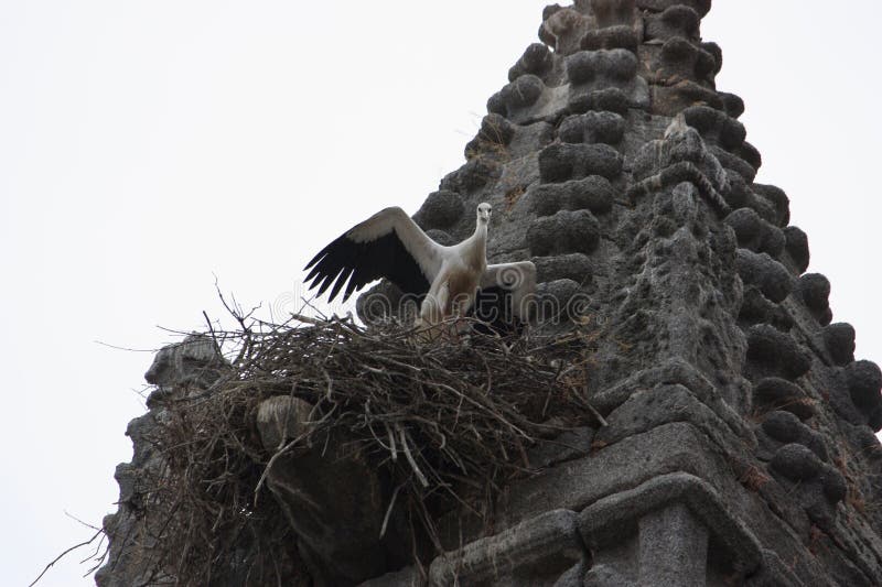 White Stork Nesting on a Stone Structure Stock Image - Image of ...