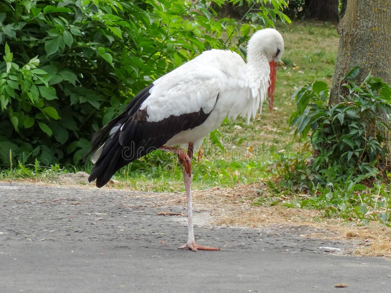 A white stork on one leg stock photo. Image of european - 259858142
