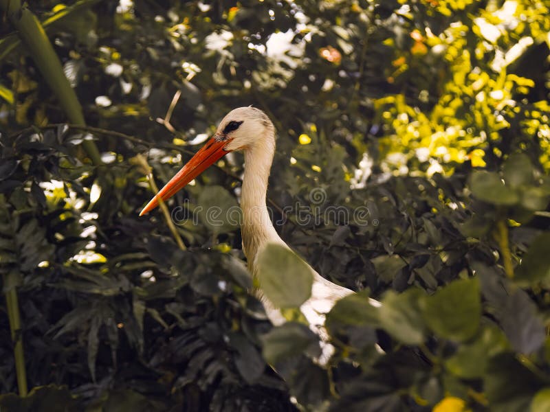 White Stork with an Orange Beak in a Tree Stock Image - Image of ...