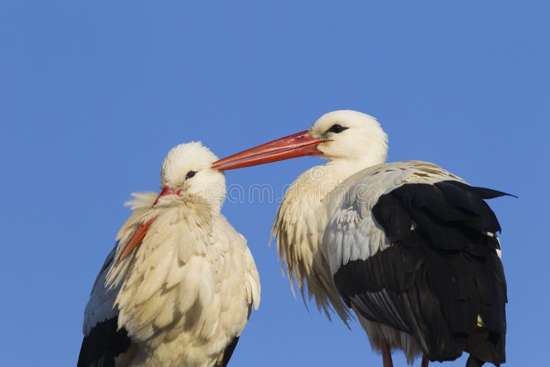 White stork pair stock image. Image of color, couple - 36197655