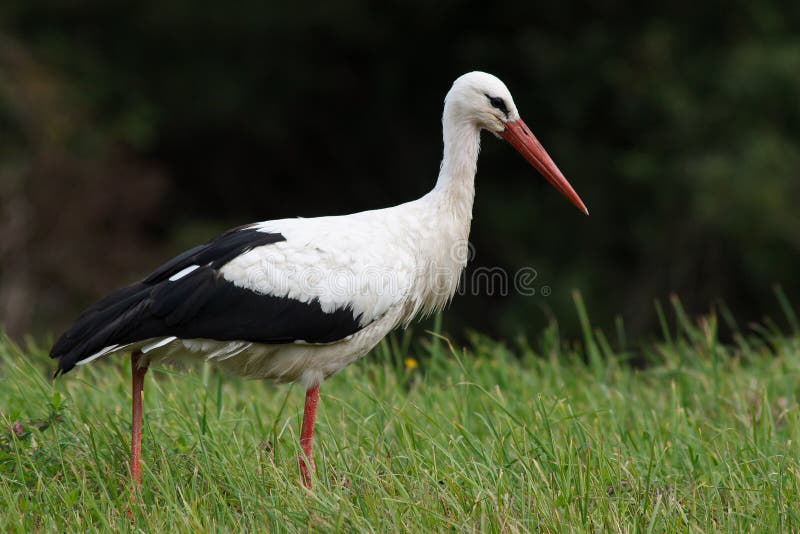 White Stork Sleeping in Nest Stock Photo - Image of nesting, relax ...