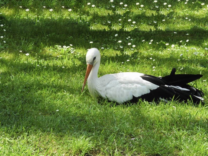 Stork on the grass stock image. Image of pasture, green - 202015155