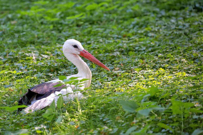 White Stork Resting in the Wild Stock Photo - Image of bird, white ...