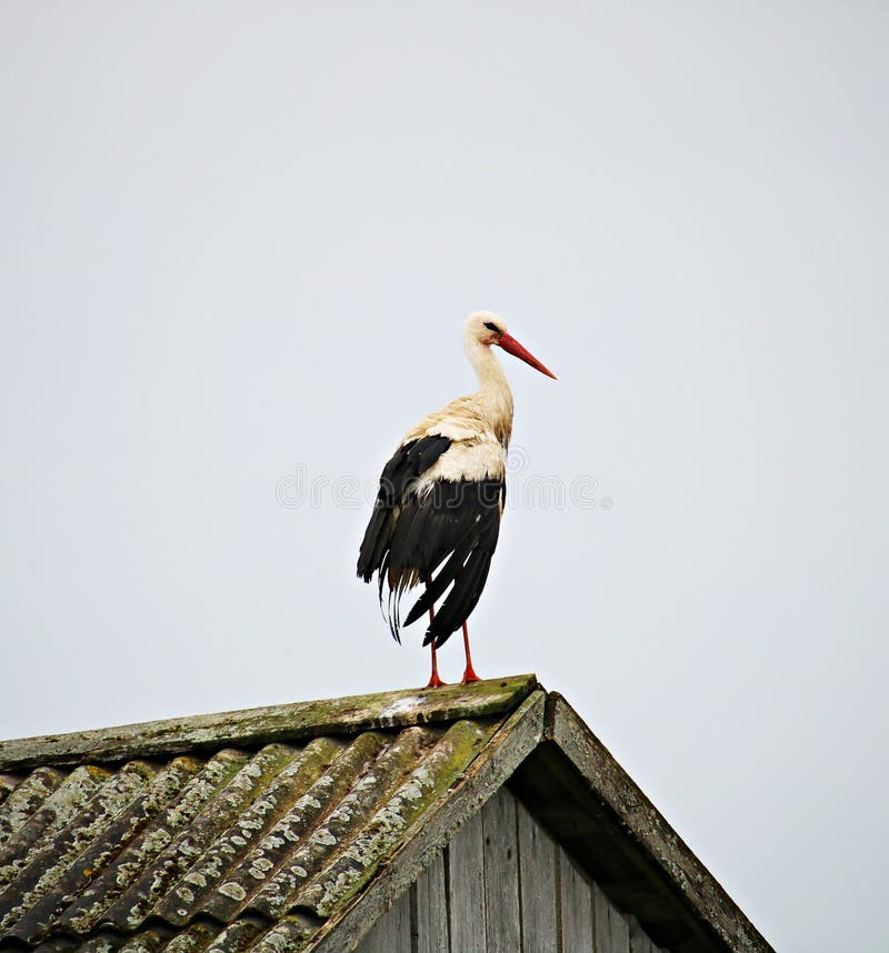 White Stork on the Roof of a House Stock Image - Image of life, house ...