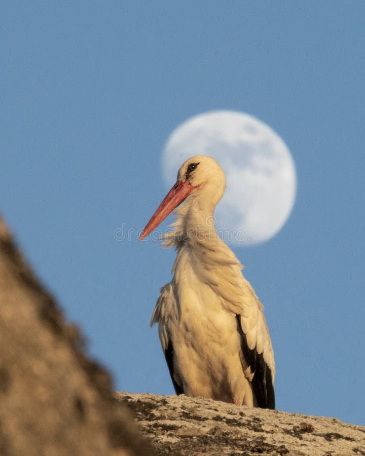 White Stork in Sharp Focus with the Full Moon Behind Stock Image - Image of beak, astronomy ...