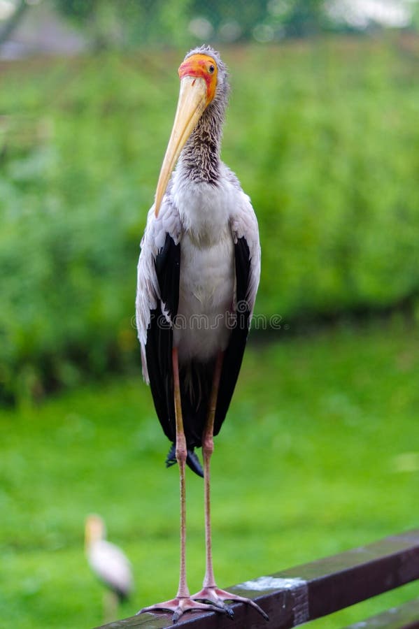White Stork Sitting on Bridge Railings, Ciconia, at Rainy Day. Stock ...
