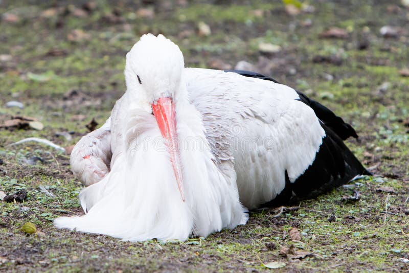 White Stork Sitting on a Meadow Stock Image - Image of summer, wild ...
