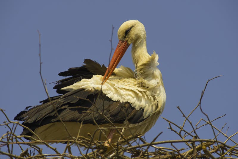 A White Stork Sitting on the Nest Stock Image - Image of stork, feet ...
