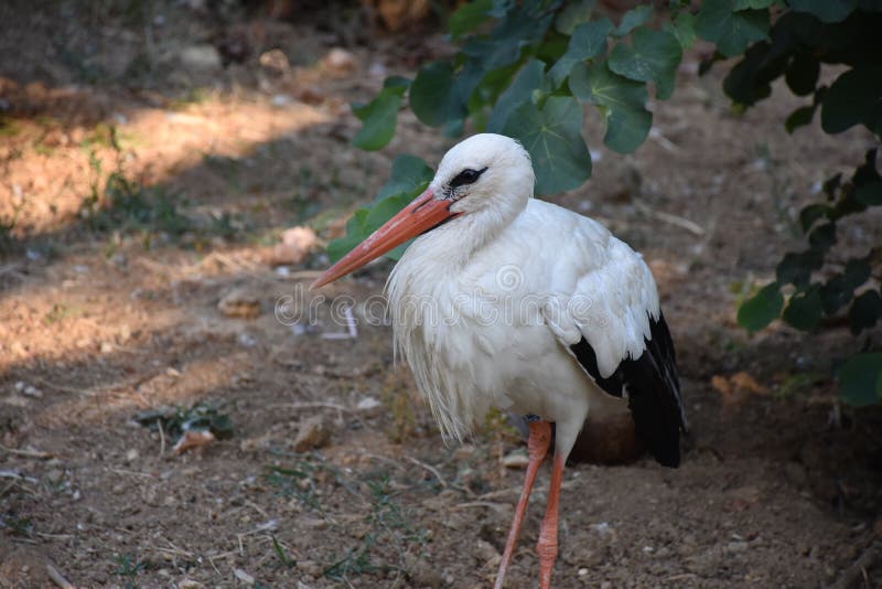 White Stork Sleeping Nest Stock Photos - Free & Royalty-Free Stock ...