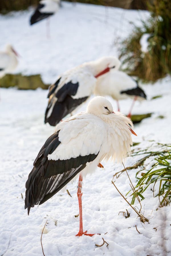 416 White Stork Snow Stock Photos - Free & Royalty-Free Stock Photos ...