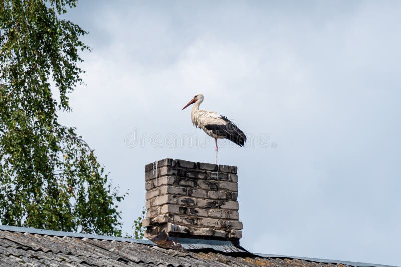 White Stork Standing on the Chimney of a House Stock Image - Image of ...