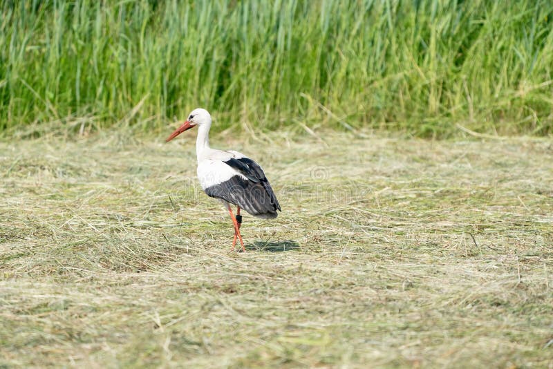 White Stork Standing in the Hay on the Meadow. with Shadow, Viewed from ...