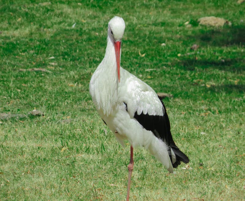 White stork. stock image. Image of summer, standing, stork - 89858577